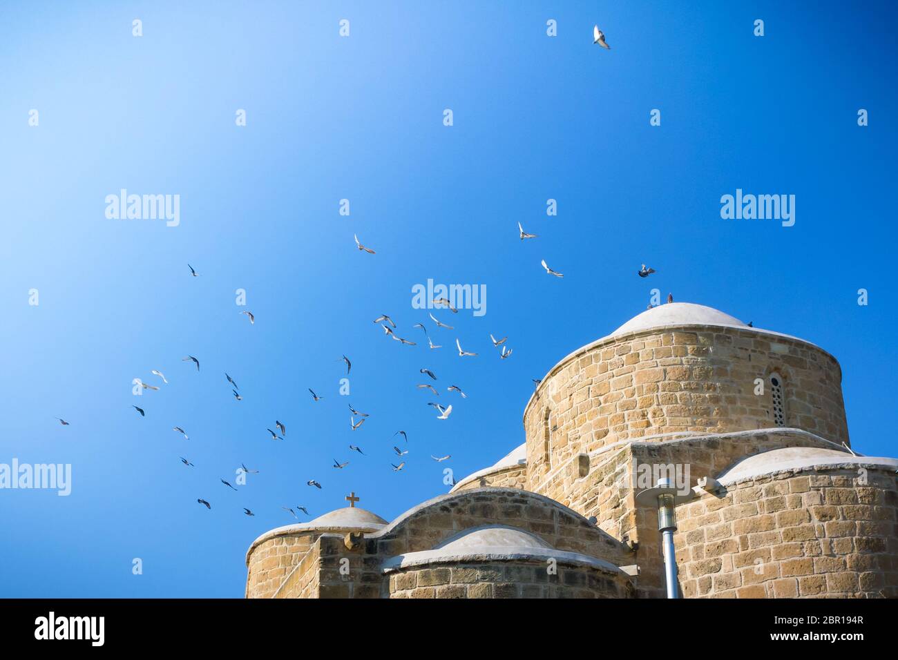 Cypriot pigeon hi-res stock photography and images - Alamy