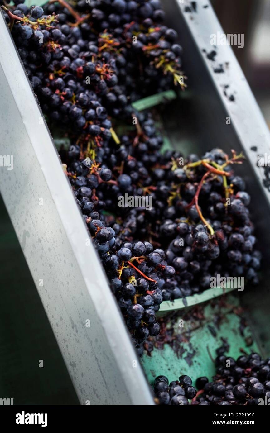 A selection of red grapes after harvesting Stock Photo - Alamy
