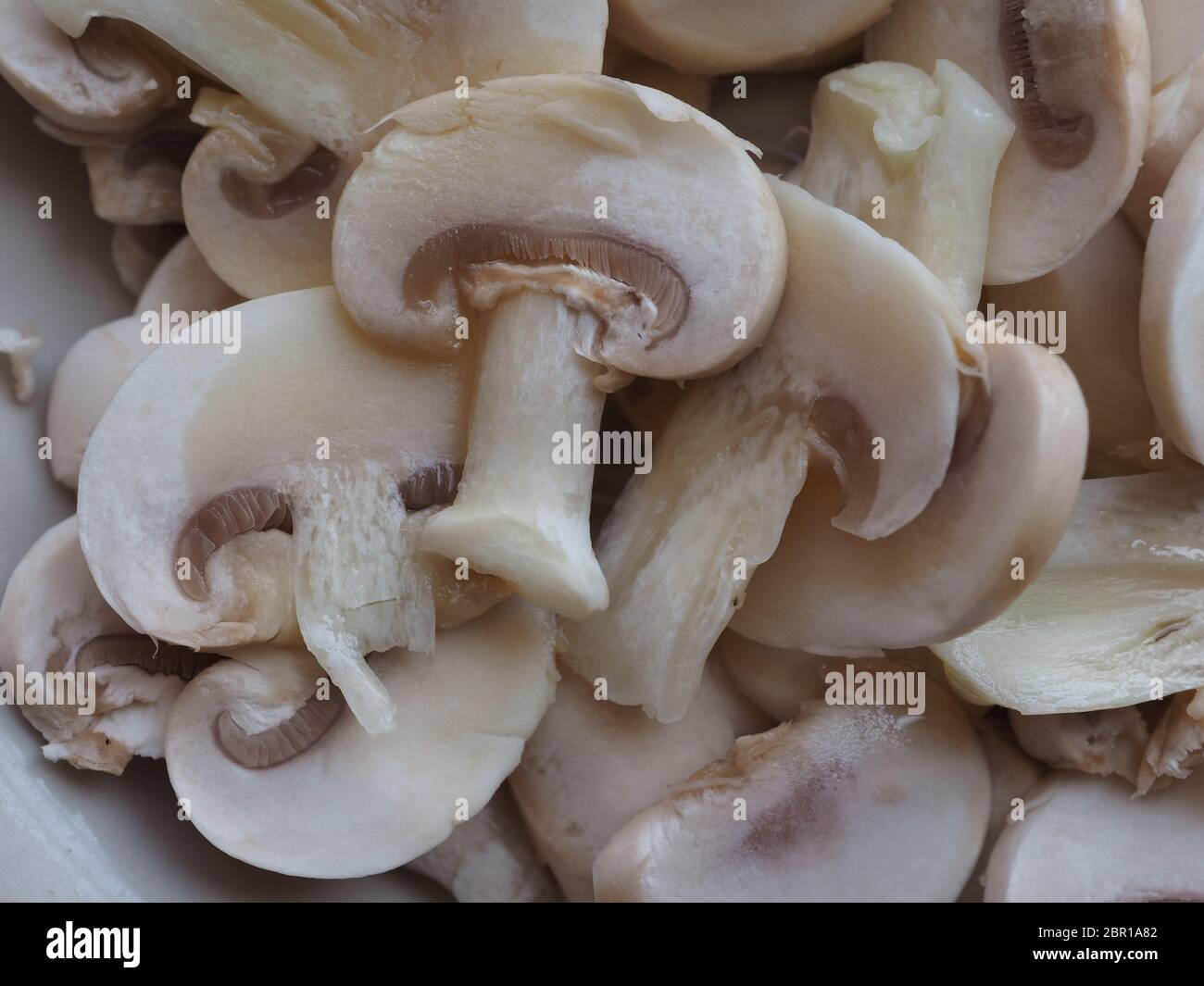 agaricus bisporus aka champignons mushrooms food useful as background ...