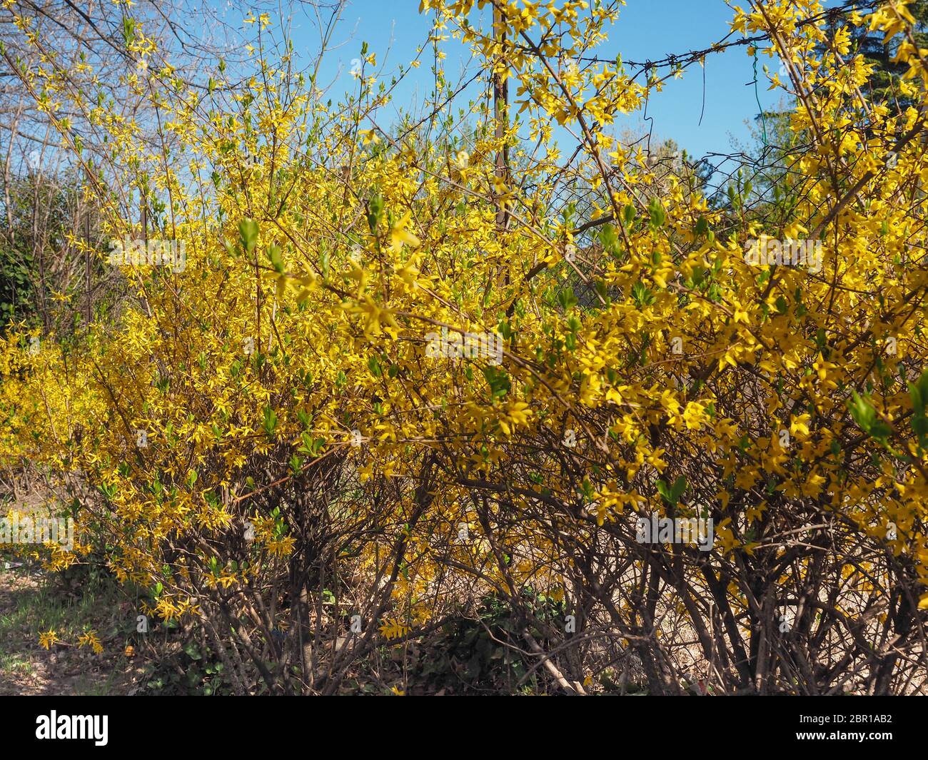 yellow flower of plant forsythia (Forsythia x intermedia) aka Border ...