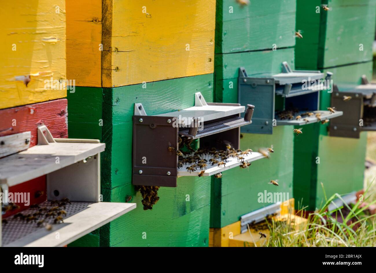 Bees fly at the entrance to the hive. Tray of the hive. Hole entrance ...
