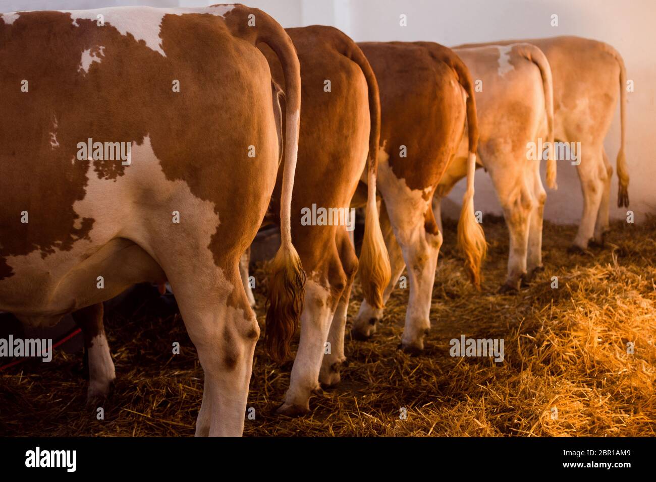 Row of holstein cows hi-res stock photography and images - Alamy