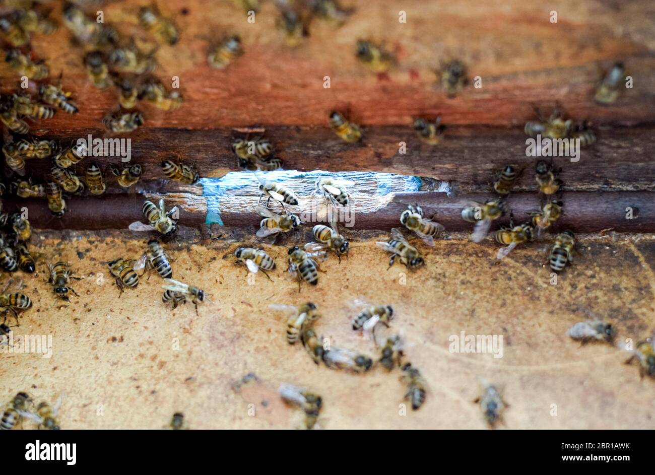 A beehive, a view from the inside. The bee-hut. Honey bee. Entrance to ...