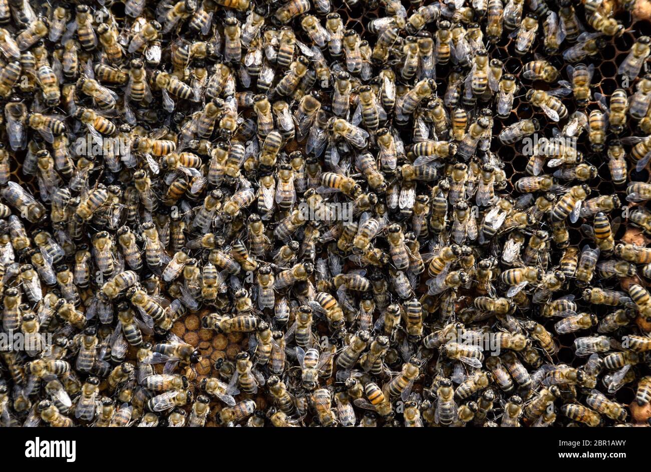A dense cluster of swarms of bees in the nest. Working bees, drones and ...