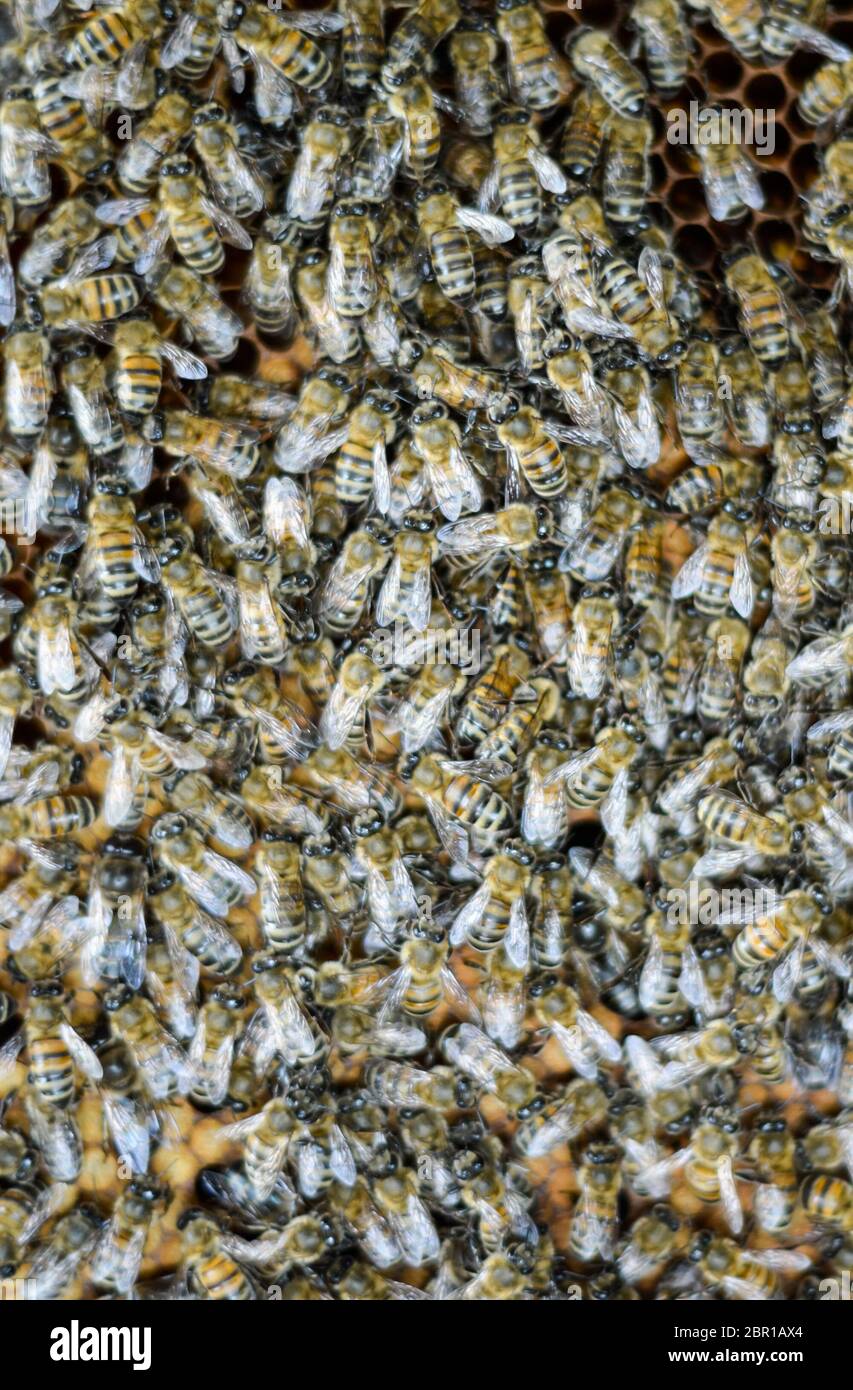A dense cluster of swarms of bees in the nest. Working bees, drones and ...