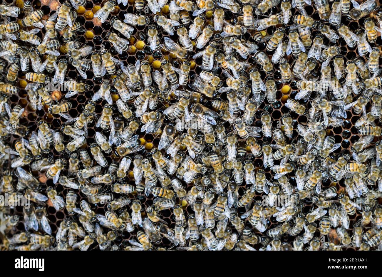 A dense cluster of swarms of bees in the nest. Working bees, drones and ...