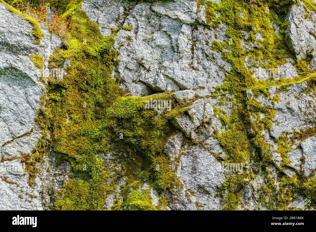 Moss on a rock face. Relief and texture of stone with patterns and moss ...