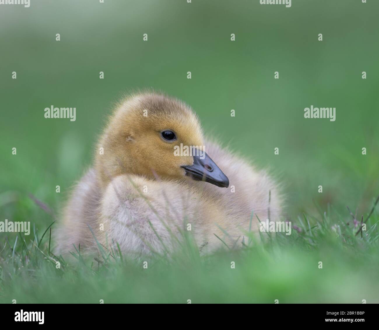 Baby Canada goose (gosling) sitting in green grass at the Lake ...