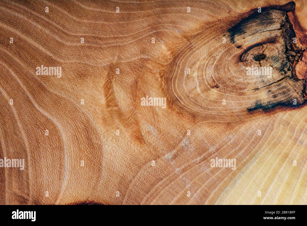 Ash wood slab texture with annual rings, background or wallpaper Stock ...