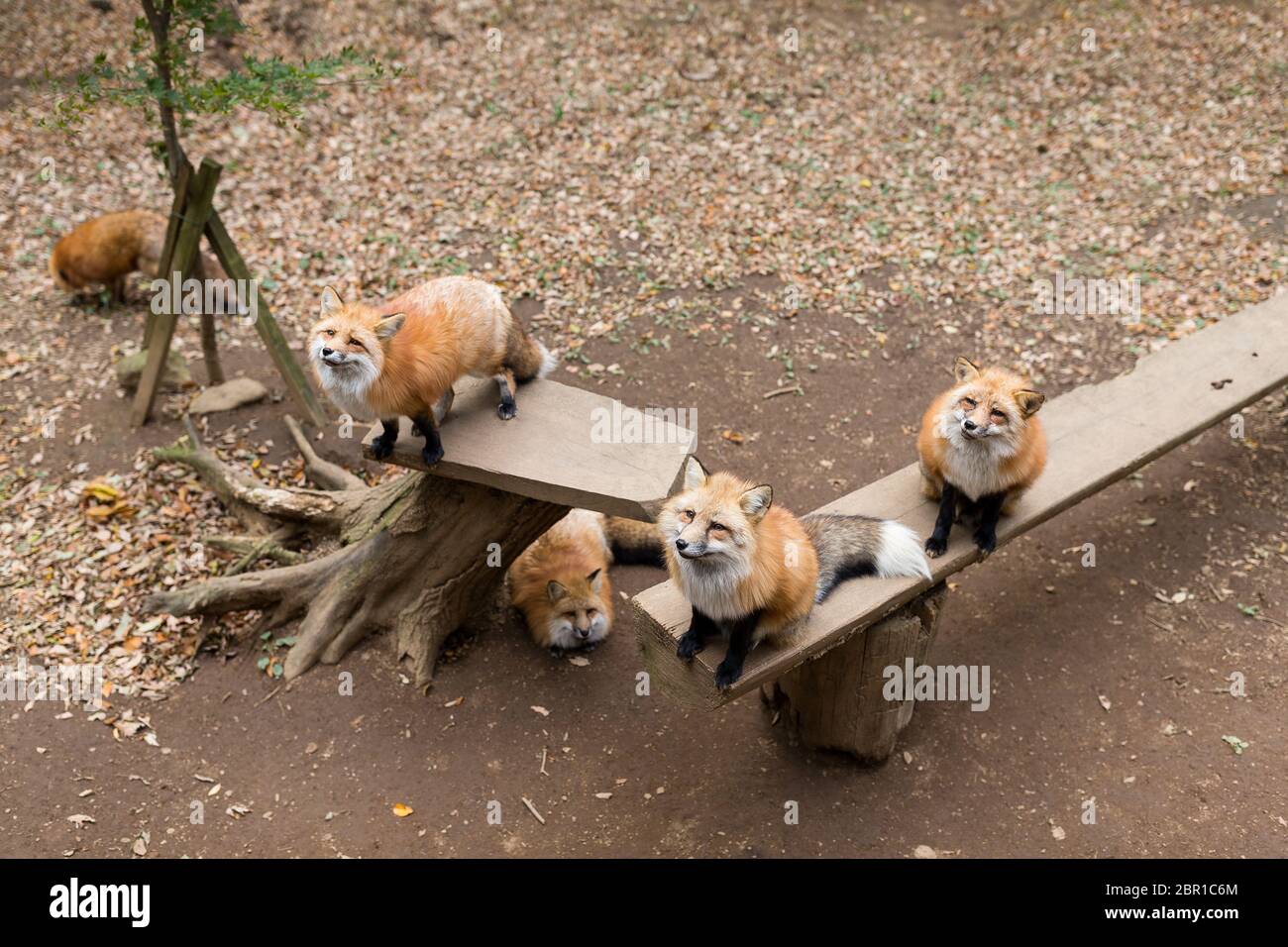 Group of Fox looking up and waiting for food Stock Photo - Alamy
