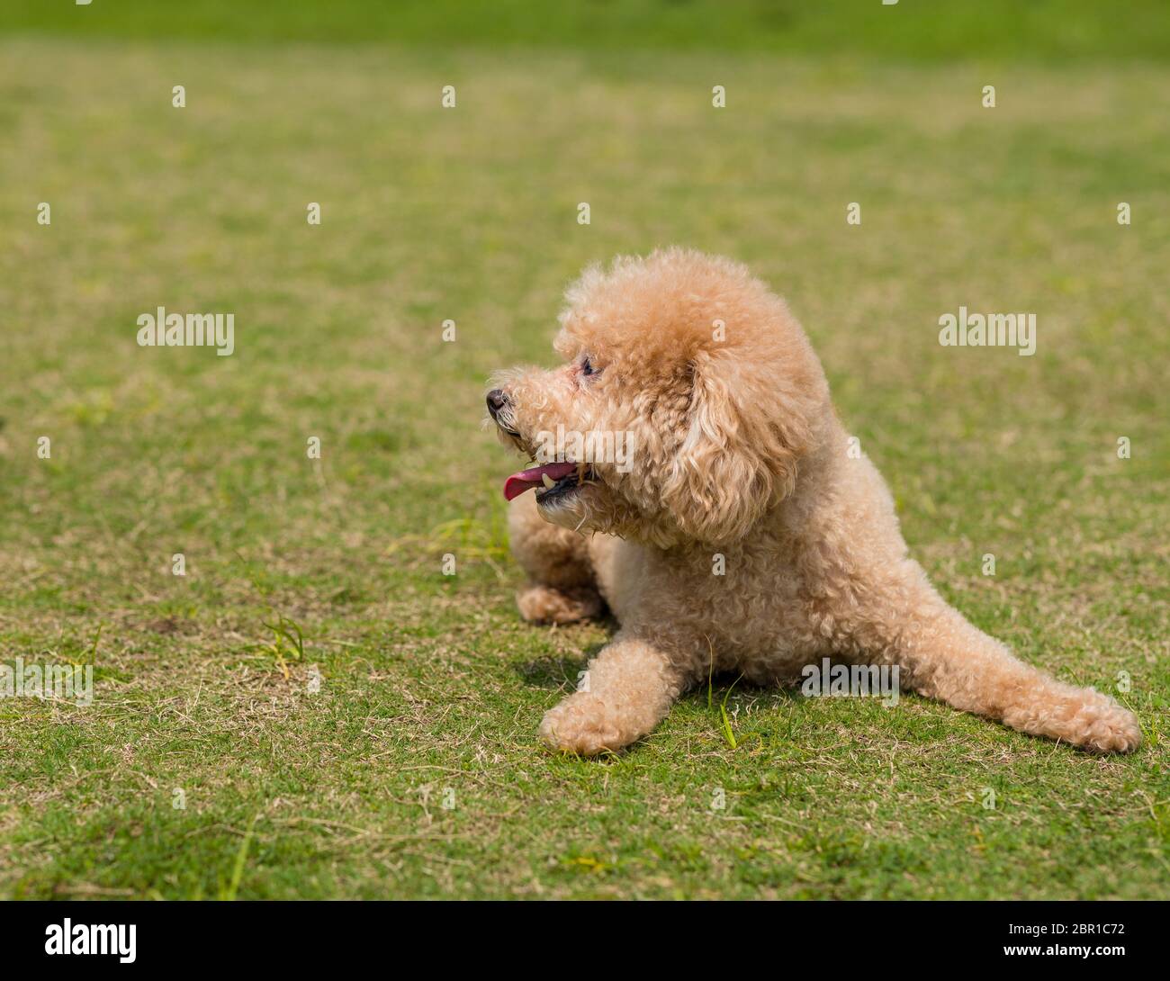 Dog Poodle lying down on the green lawn Stock Photo - Alamy
