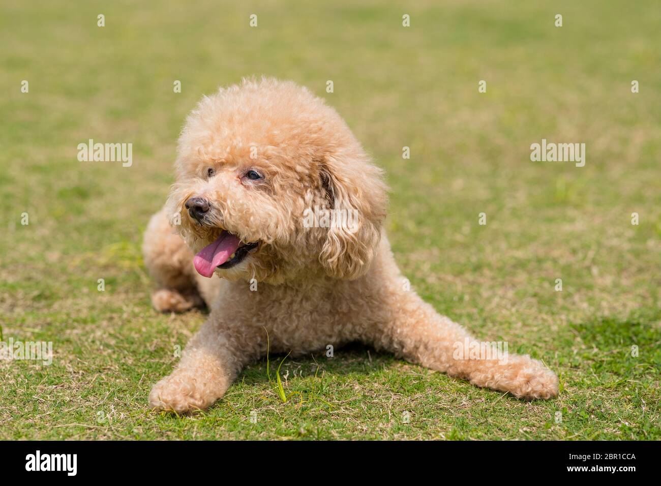 Dog Poodle lying down on the green lawn Stock Photo - Alamy