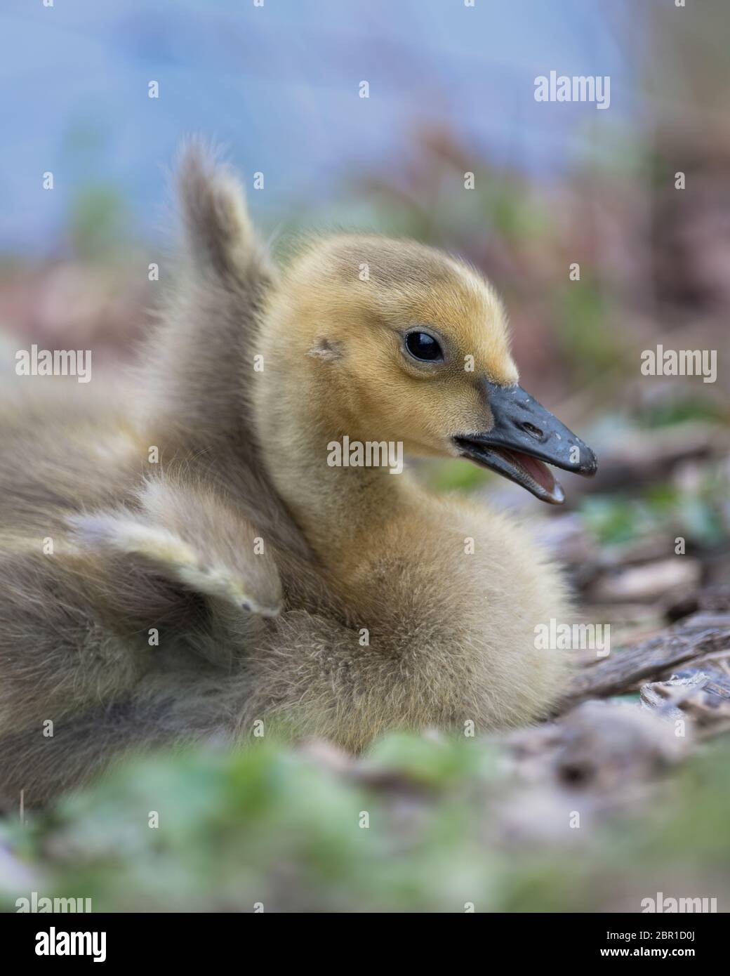 One baby goose hi-res stock photography and images - Alamy