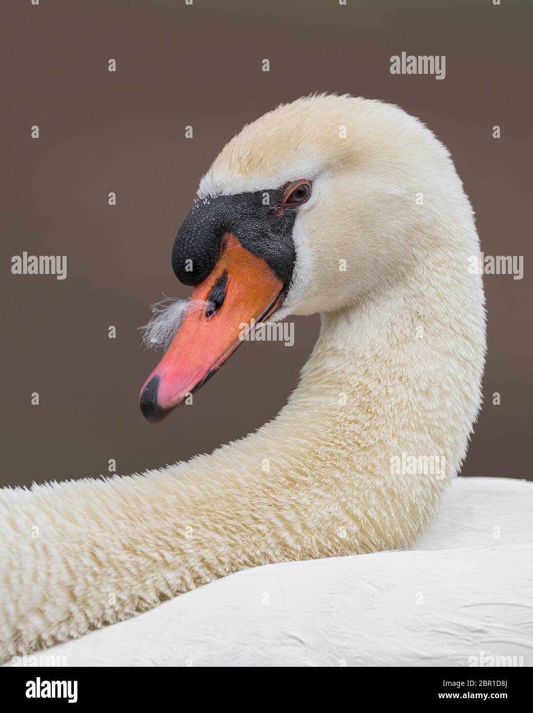 Brown swan bird hi-res stock photography and images - Alamy