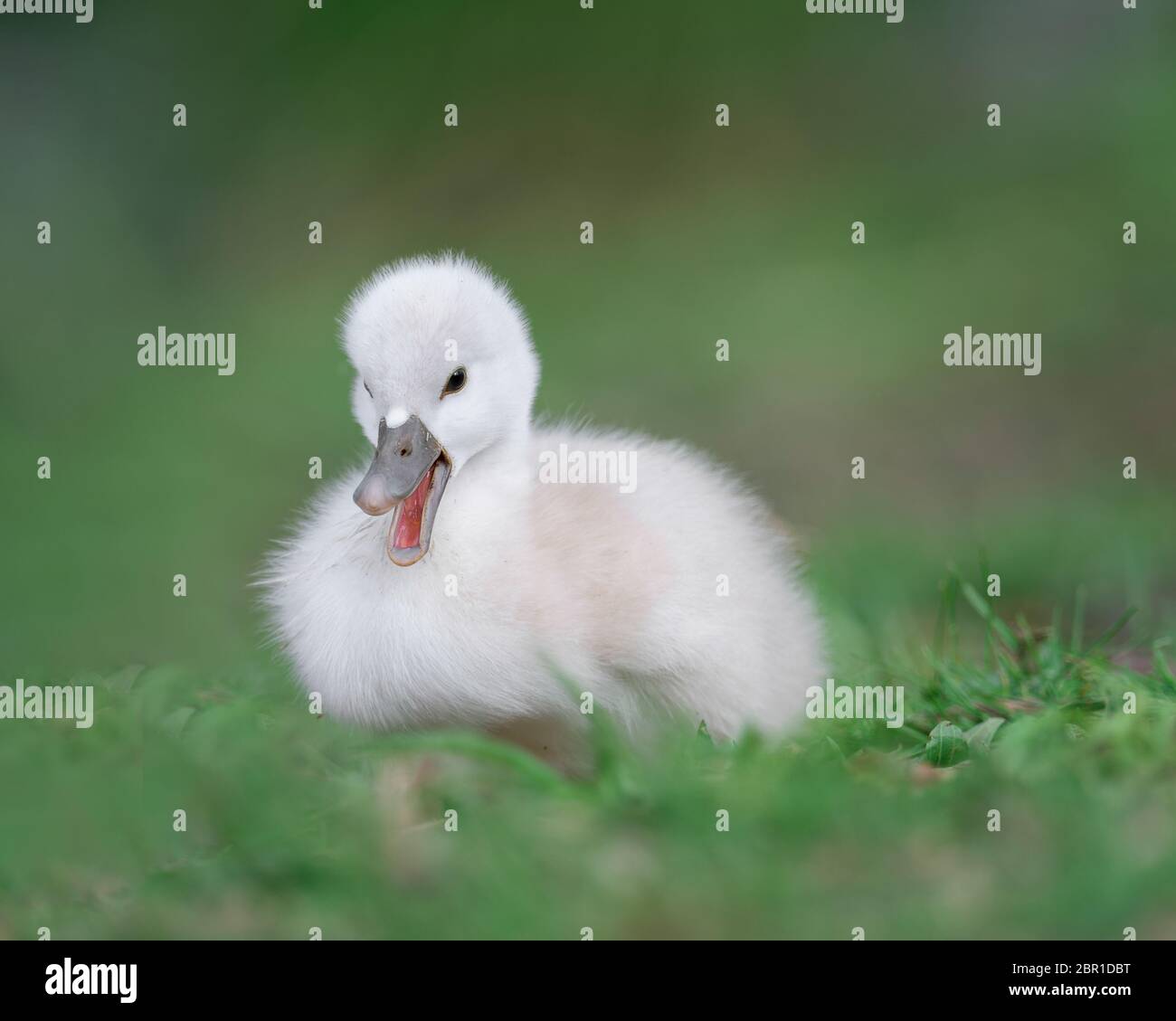 Cygnet mouth hi-res stock photography and images - Alamy