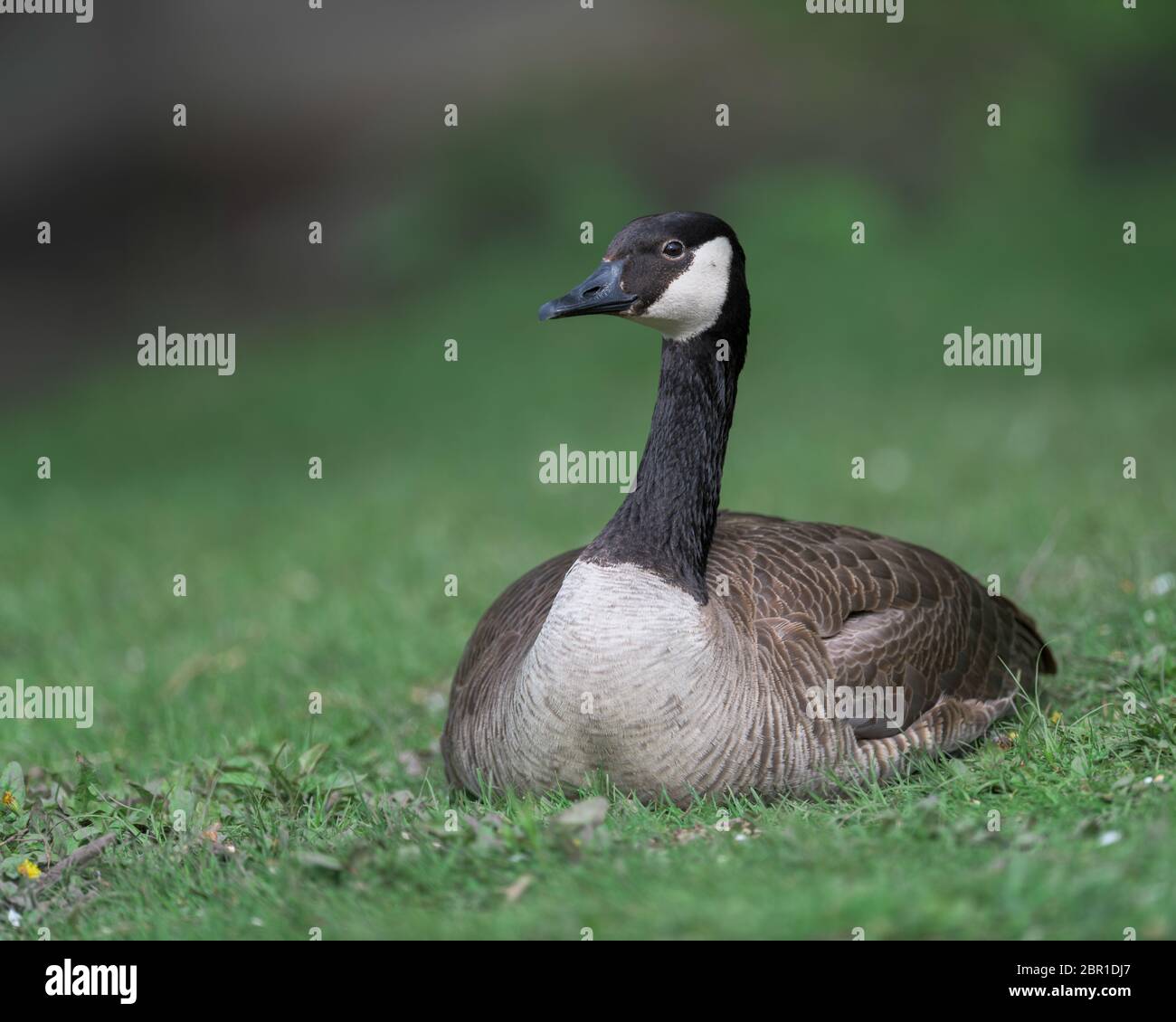 Adult Canada goose full body portrait sitting on green grass in a park ...