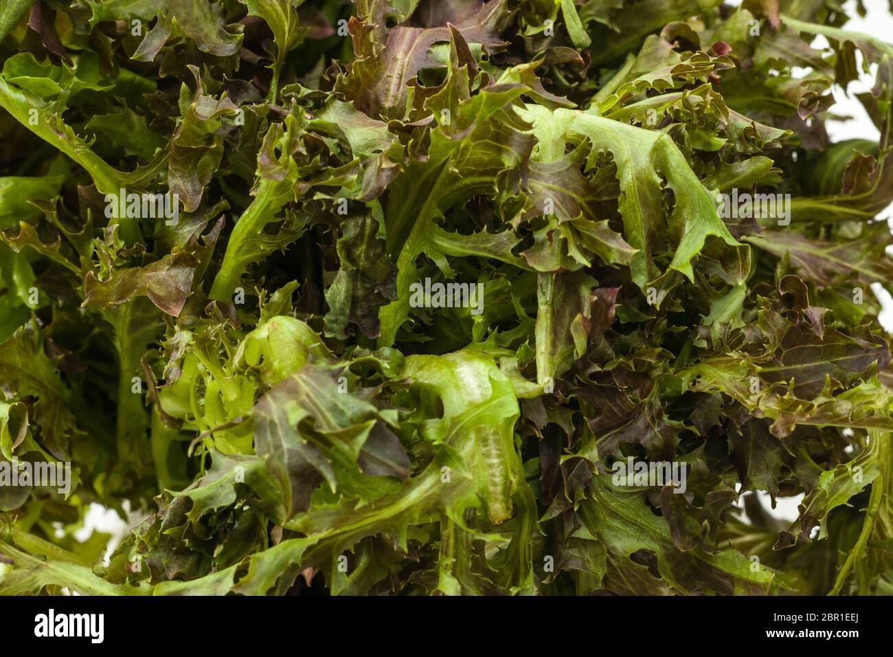 Red Lettuce (Lollo Rosso) on. a white background Stock Photo - Alamy