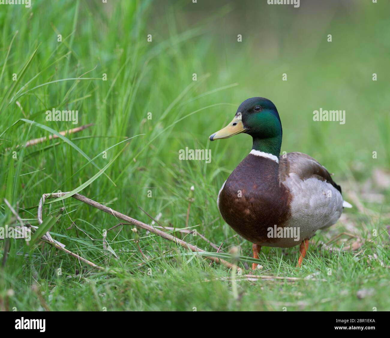Male mallard drake duck Lake Katherine Drive in Palos Heights, Illinois ...
