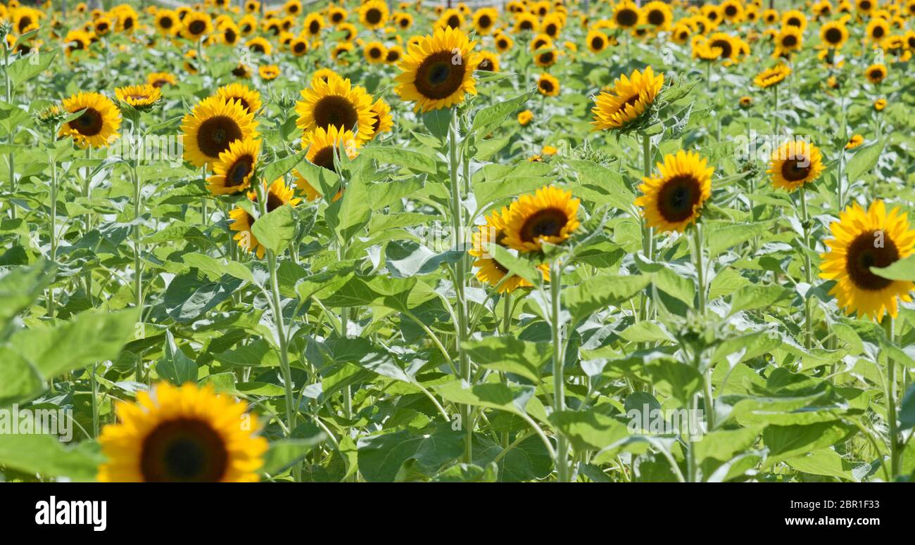 Sunflower field farm Stock Photo - Alamy