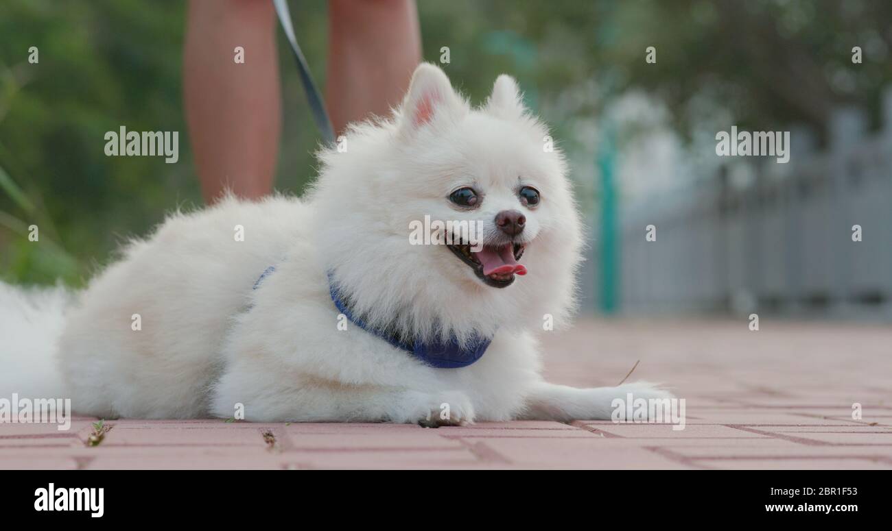 Woman going out dog hi-res stock photography and images - Alamy