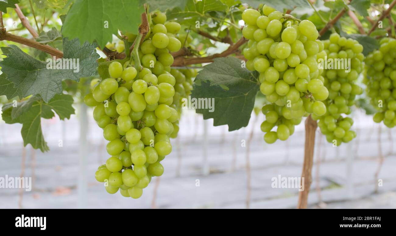 Green grape farm Stock Photo - Alamy