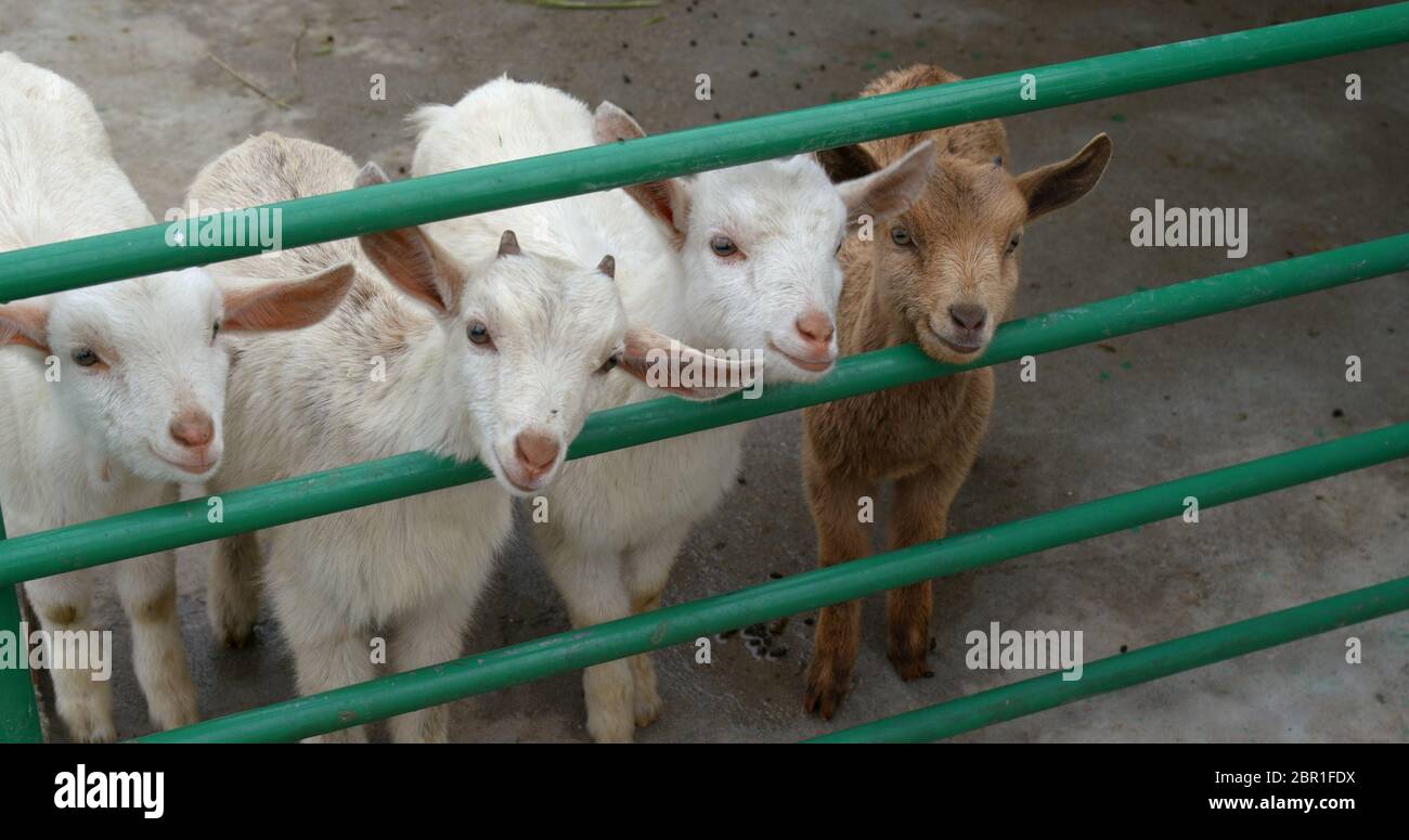 Little sheep in the farm Stock Photo - Alamy
