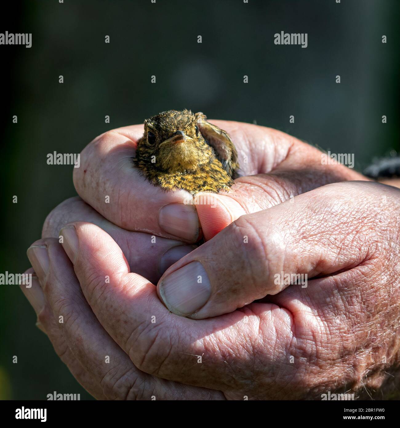 Juvenile robin rescue hi-res stock photography and images - Alamy