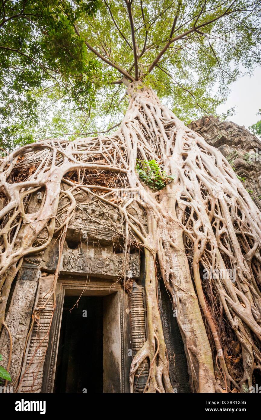 Ancient temple ruins enveloped in giant strangler fig tree roots. Ta ...