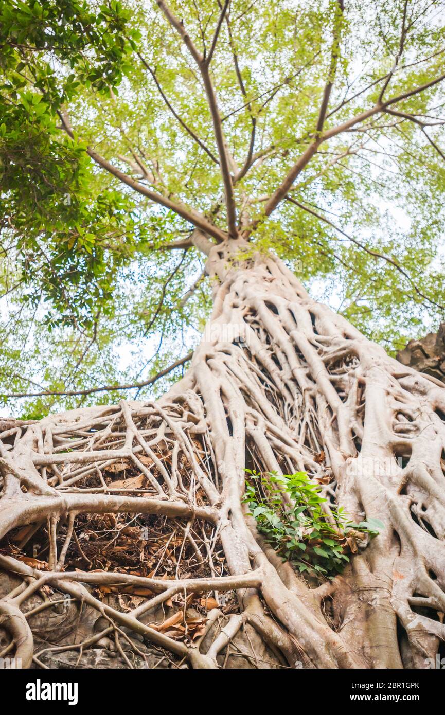 Giant strangler fig tree roots. Ta Prohm Temple. Angkor, UNESCO World ...