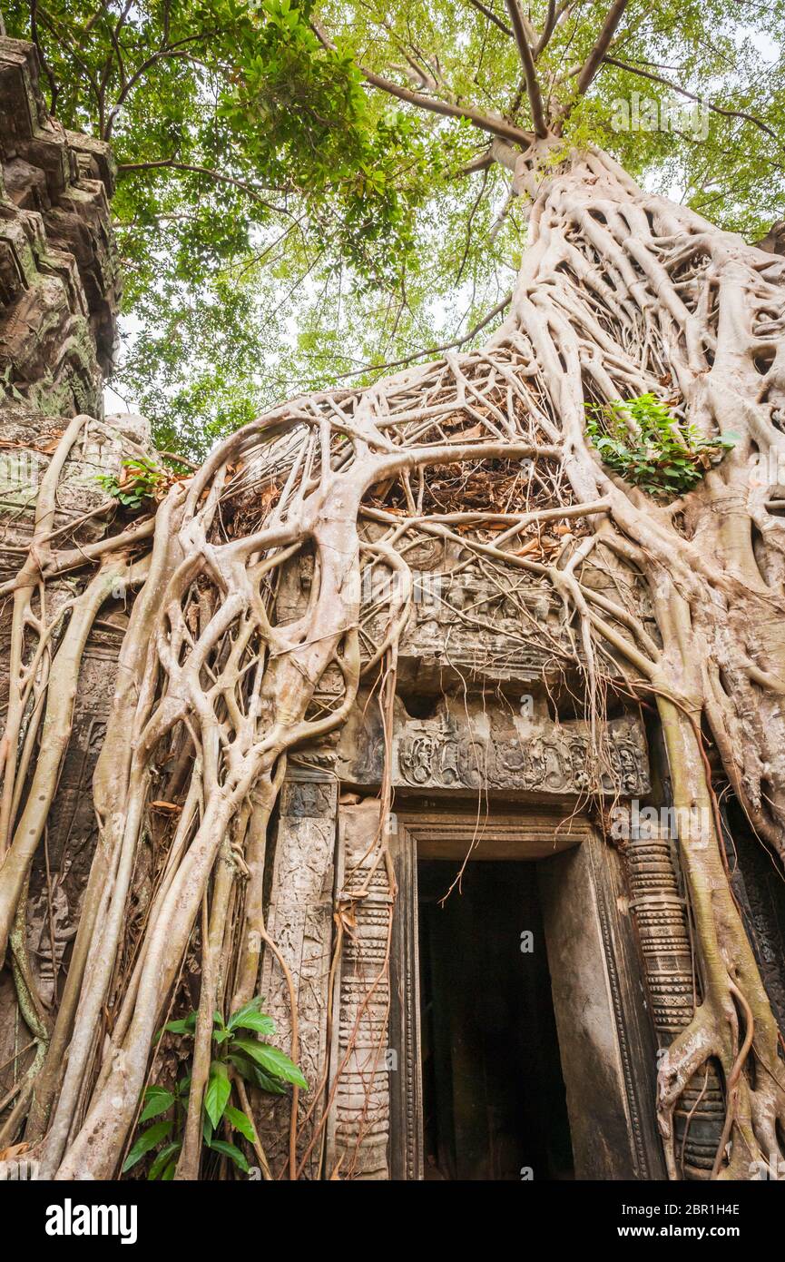 Ancient temple ruins enveloped in giant strangler fig tree roots. Ta ...
