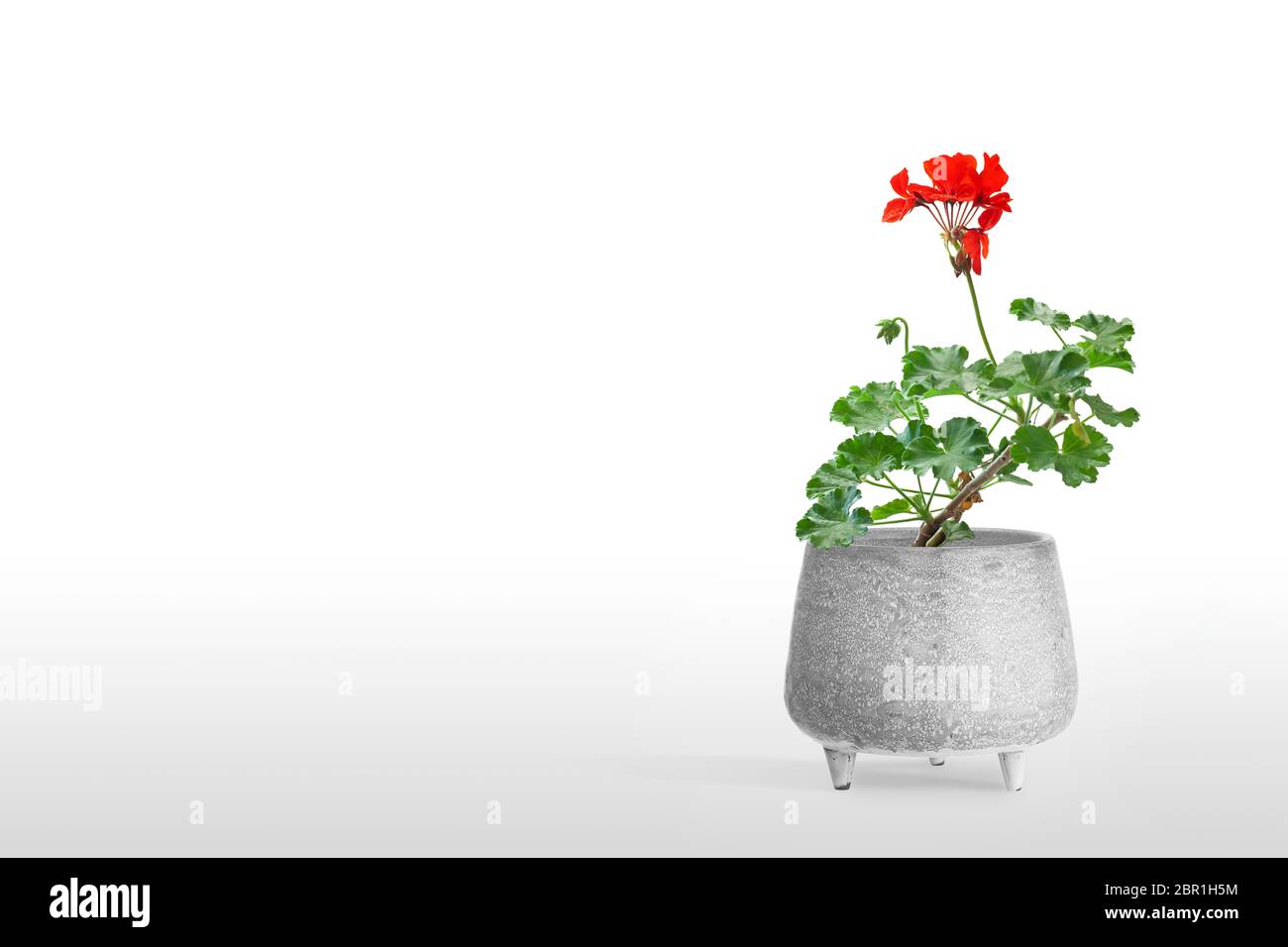 Geranium houseplant in flower pot. Isolated on color background Stock ...