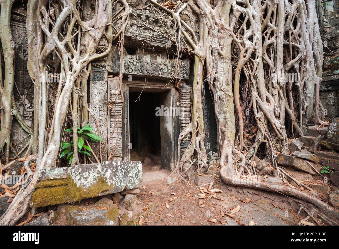 Ancient ruins enveloped in giant strangler fig tree roots. Ta Prohm ...
