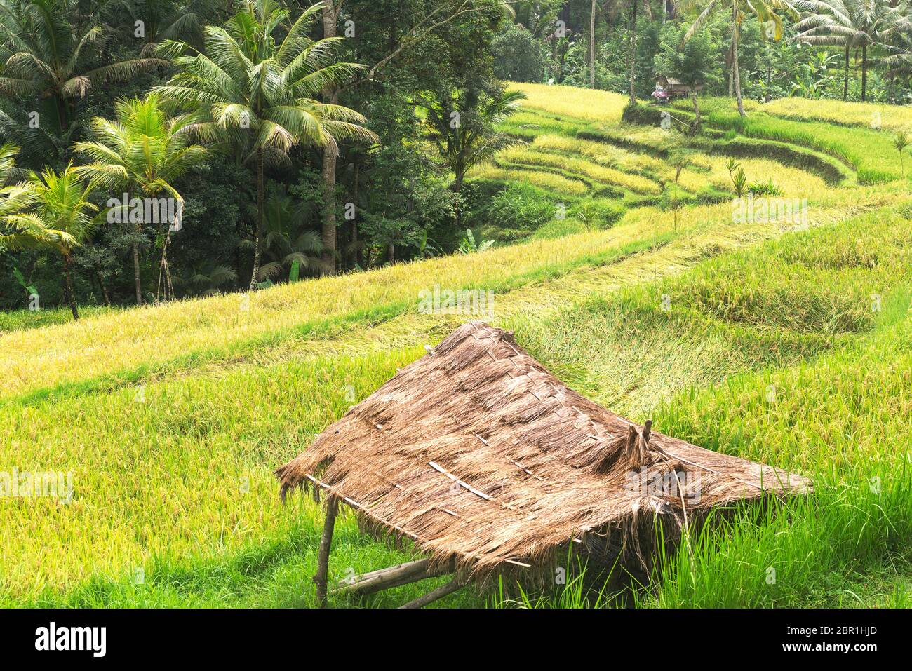 beautiful rice terraces in bali Stock Photo - Alamy