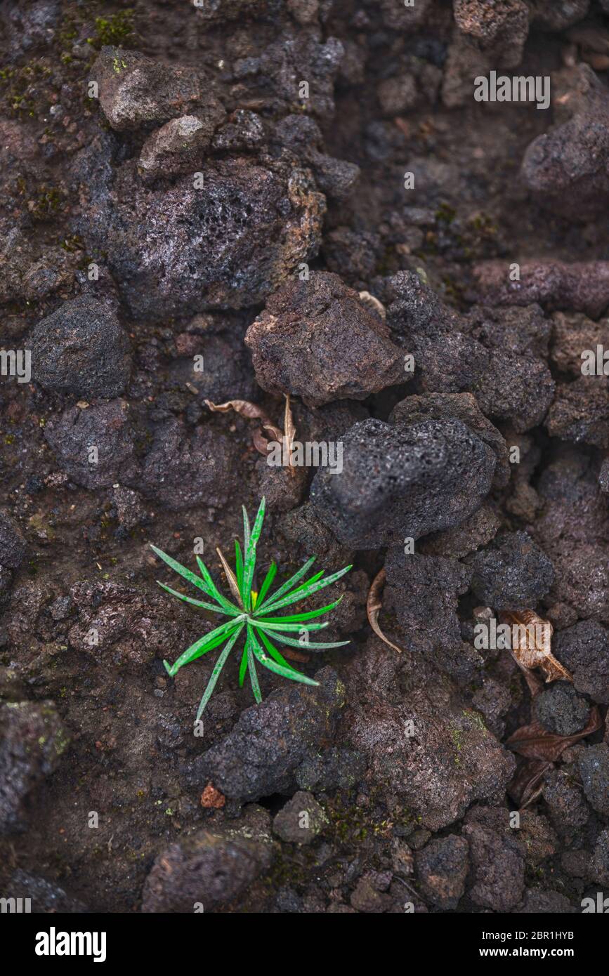tiny plant growing on a vulcano Stock Photo - Alamy