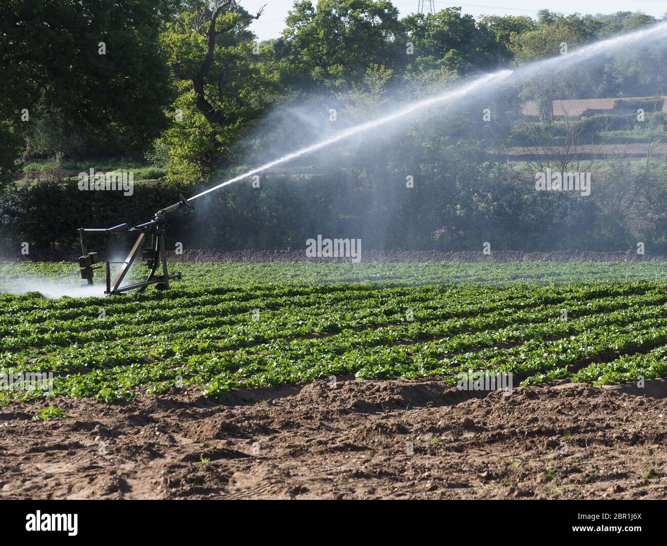 A crop of potatoes being watered by a field irrigation system Stock ...