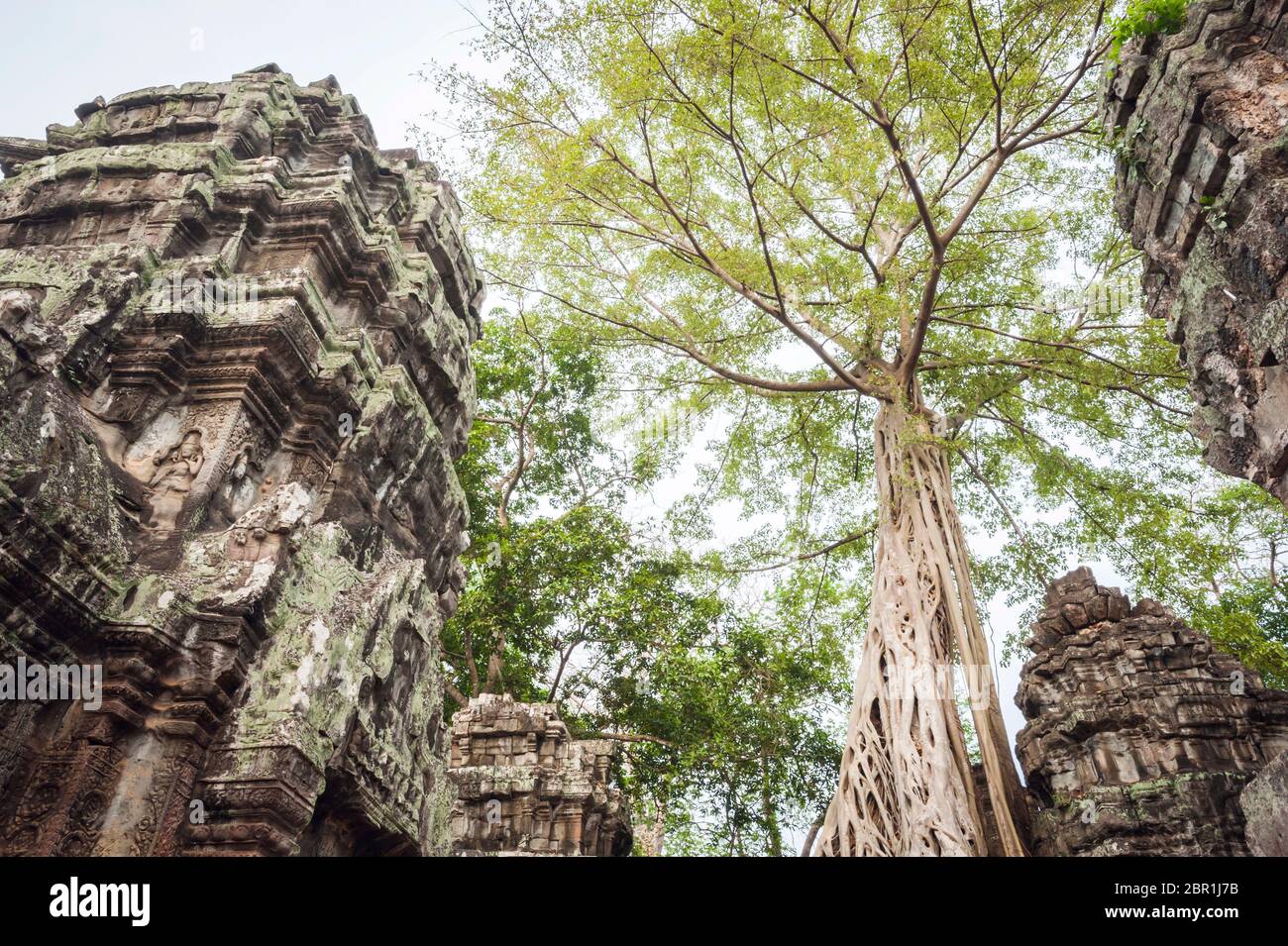 Giant Strangler Fig tree growing amongst the ruins at Ta Prohm Temple ...
