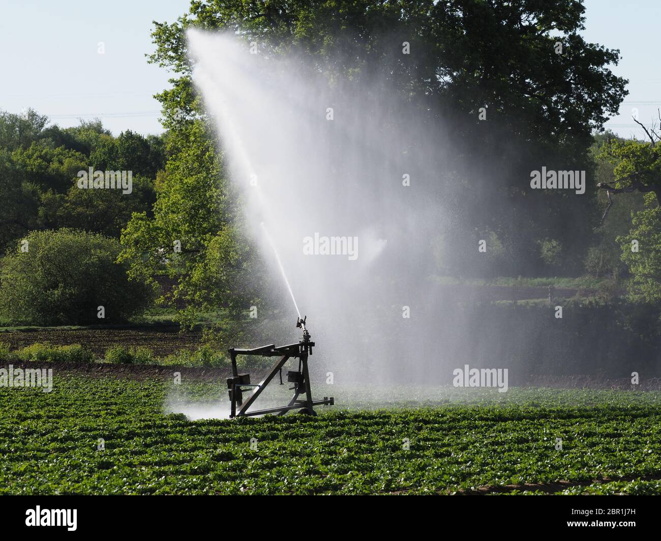 A crop of potatoes being watered by a field irrigation system Stock ...