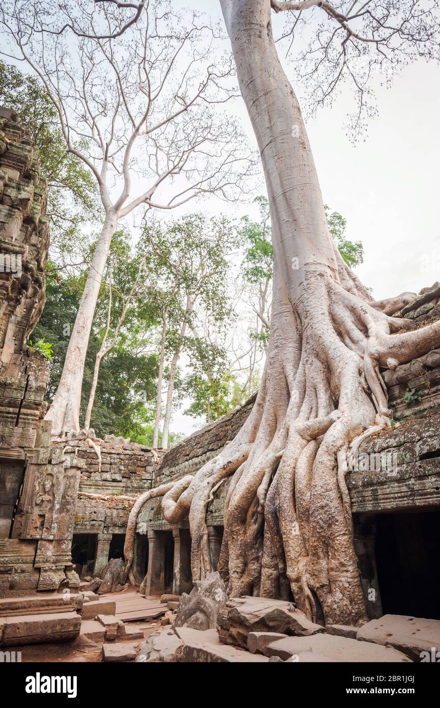 The silk cotton trees hi-res stock photography and images - Alamy