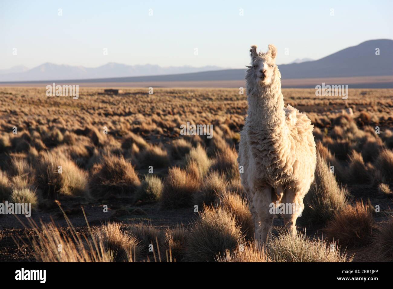A white, furry Lama looks quisically into the lens in the golden ...