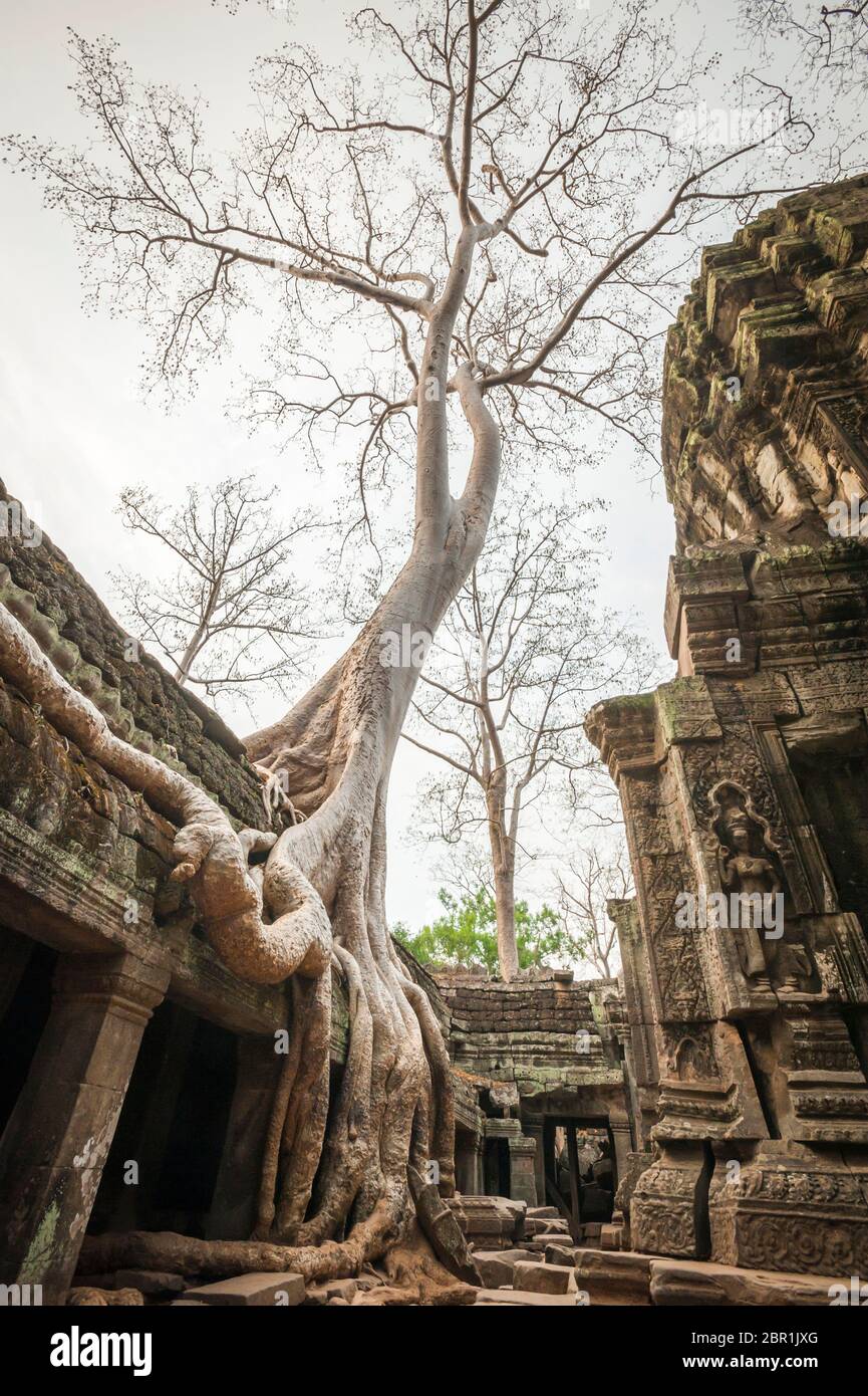 Cambodian tree roots hi-res stock photography and images - Alamy