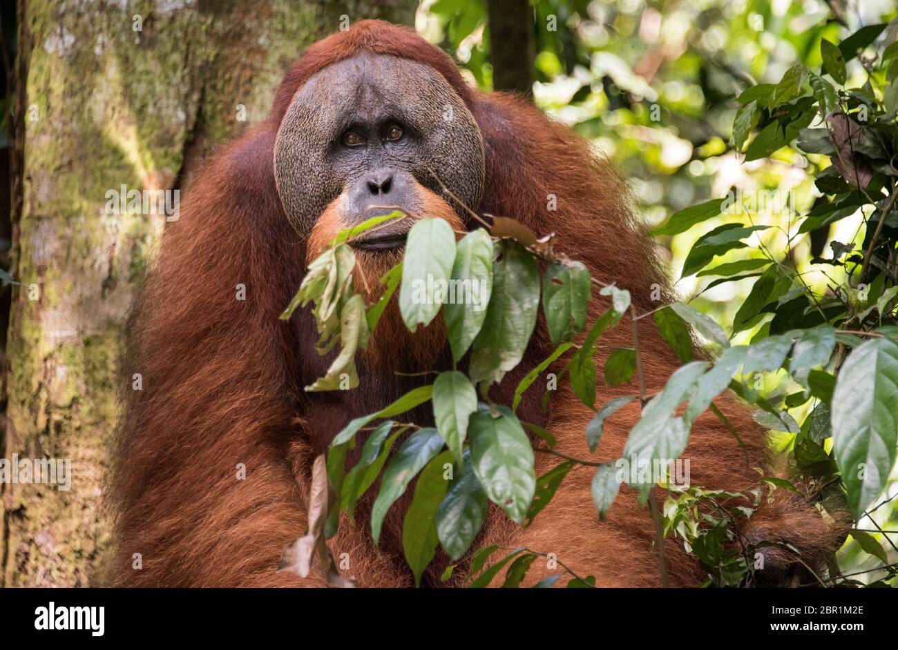 Large orangutan hi-res stock photography and images - Alamy
