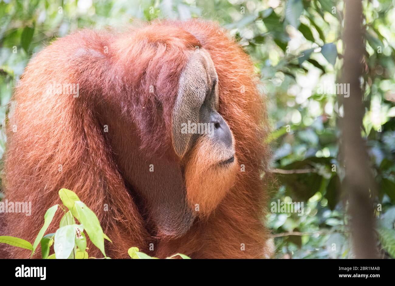 large male orangutan profile Stock Photo - Alamy