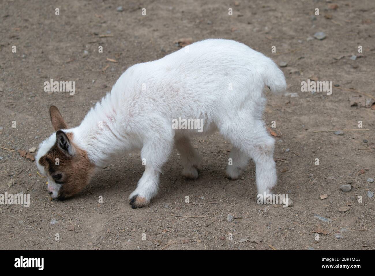 One little goat Stock Photo - Alamy