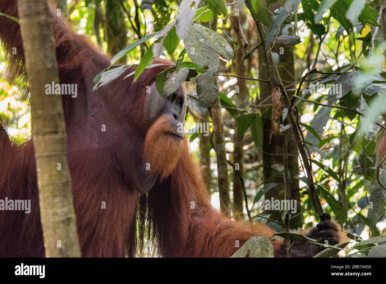 male orangutan foraging Stock Photo - Alamy