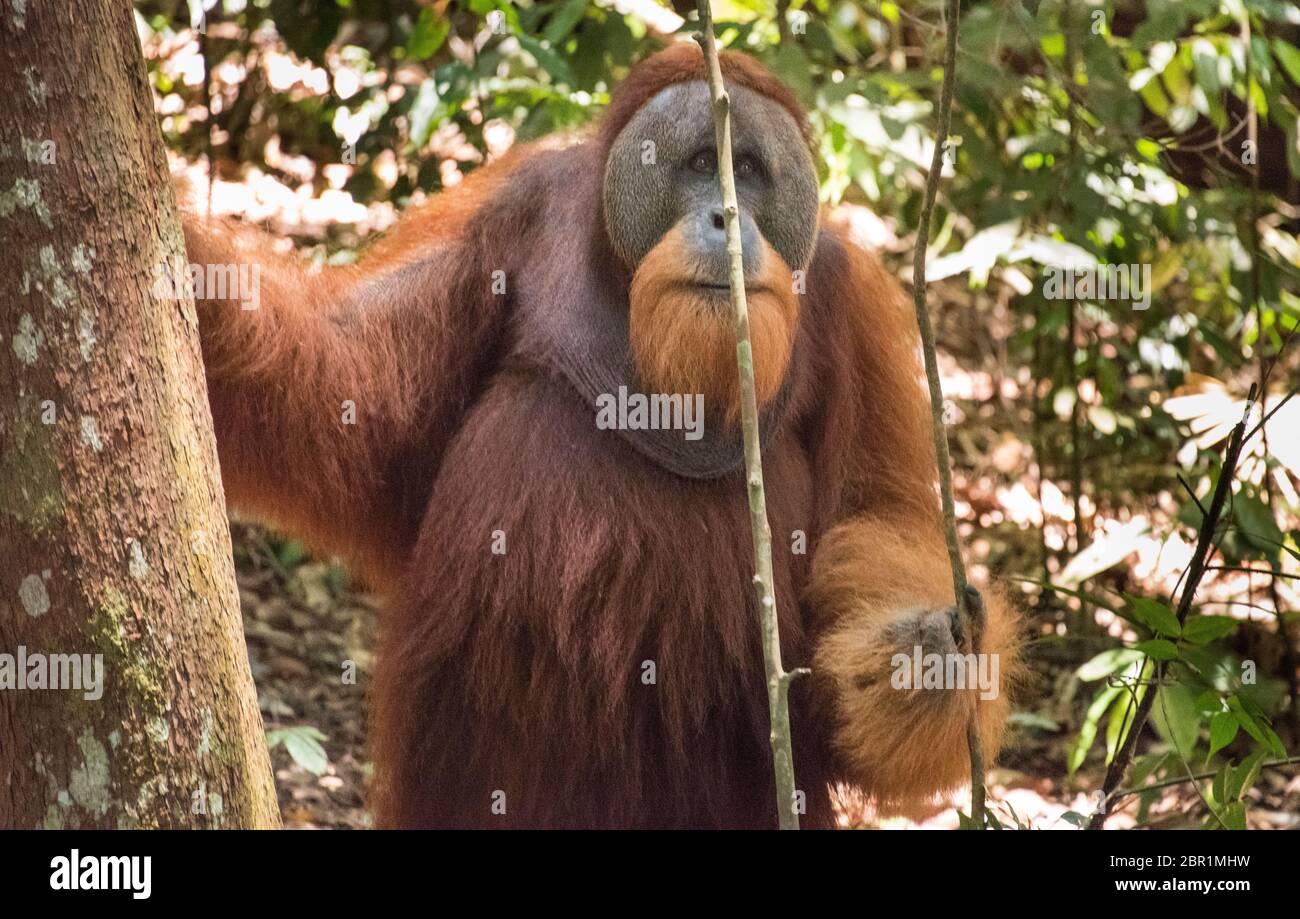 Orangutan standing hi-res stock photography and images - Alamy