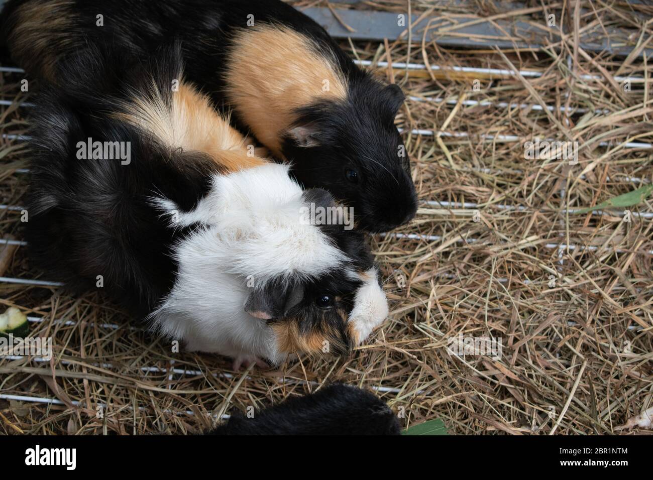two guinea pig Stock Photo - Alamy