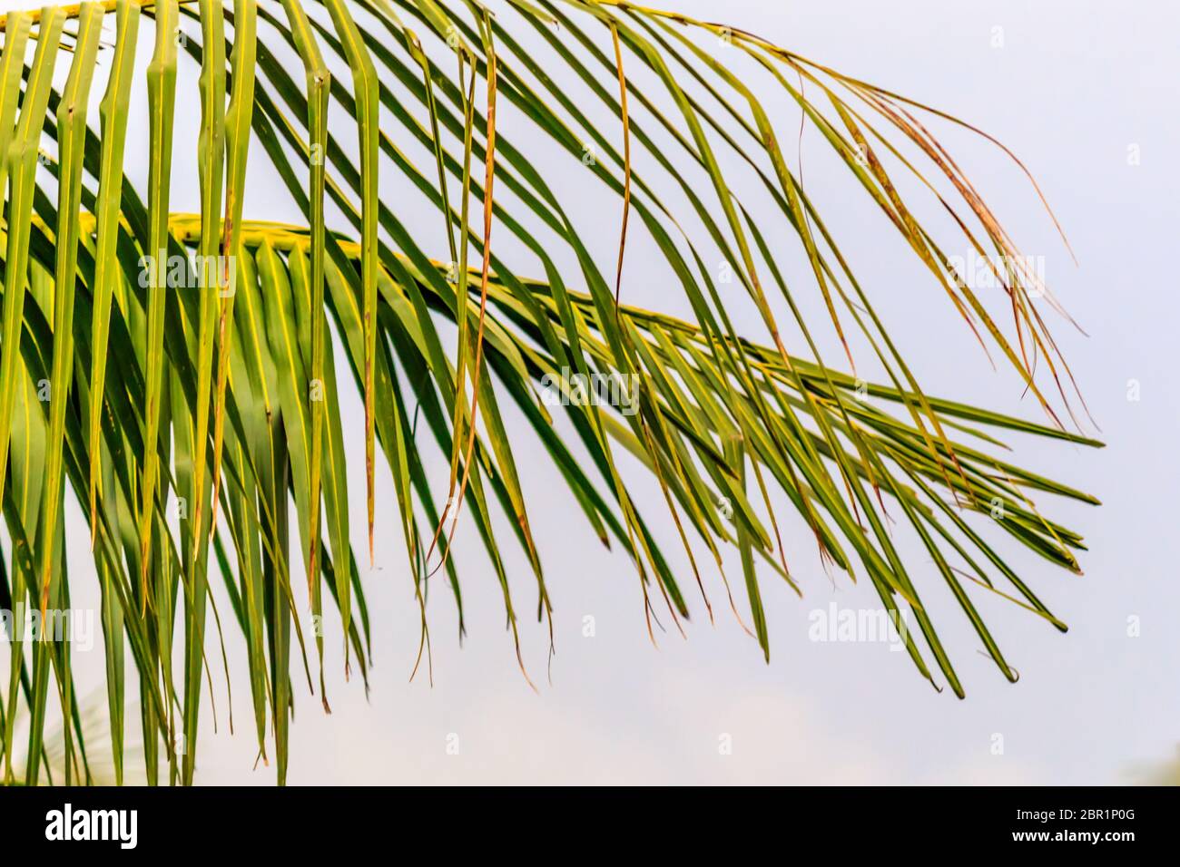 Coconut tree branch isolated on white background. Image was taken from ...