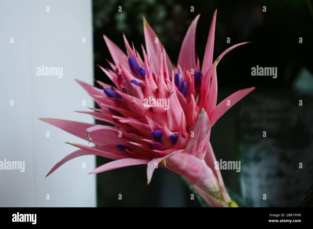 Bromeliads and pot hi-res stock photography and images - Alamy