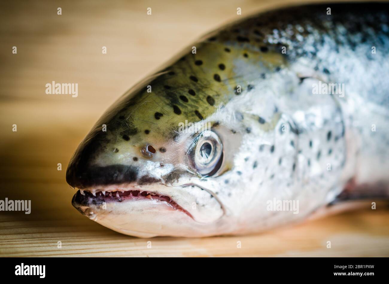 Atlantic Salmon whole fish Stock Photo - Alamy