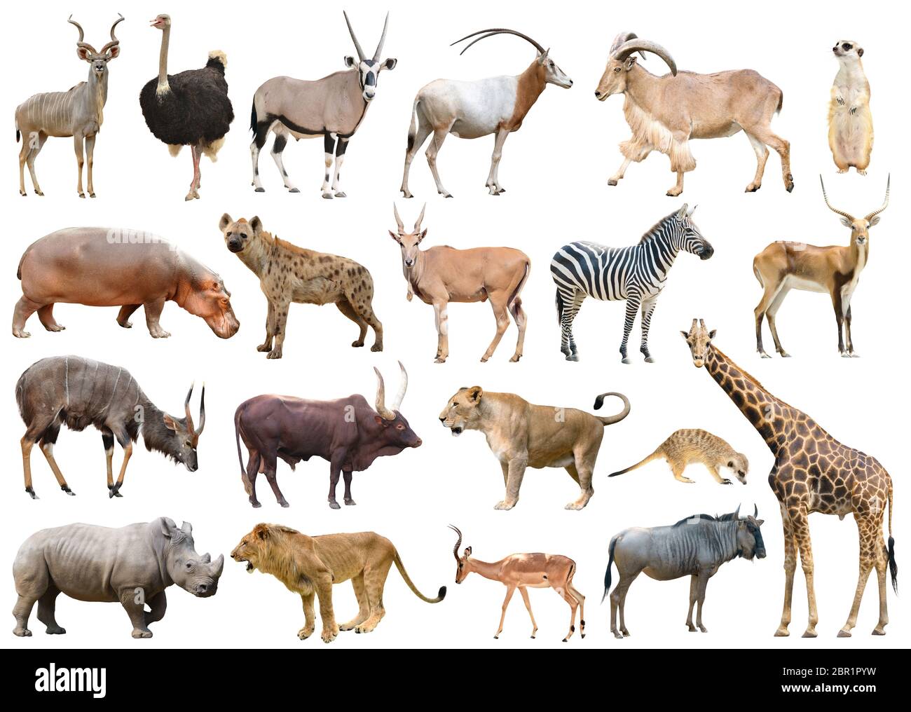 collection of africa animal isolated on white background Stock Photo ...